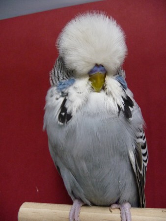 Výstavní andulky :: Chov papoušků