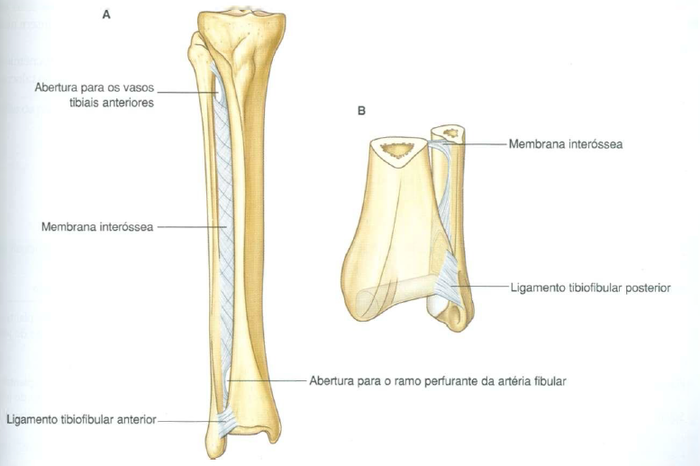 Sindesmose Tibiotársica :: Fisioterapia-desportiva-com-evidencia