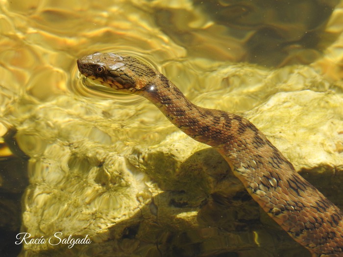 Culebra viperina :: faunayfloraparquedelprincipe