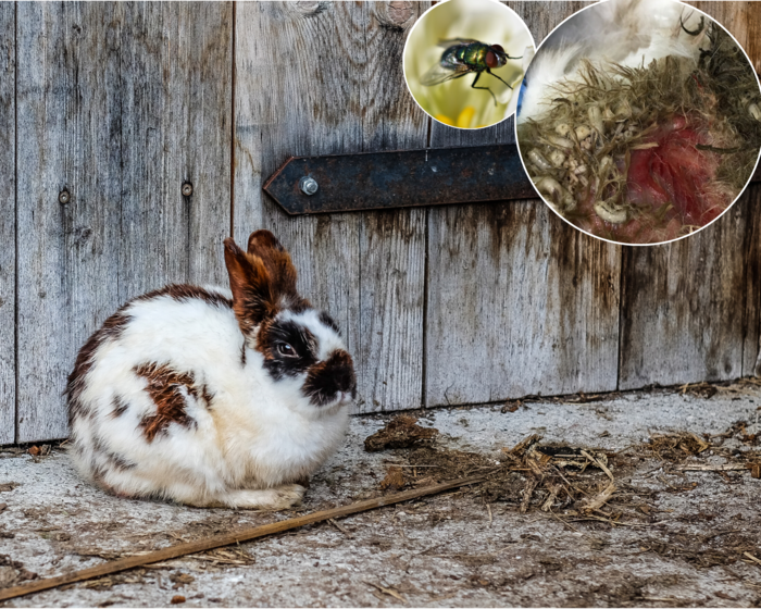Miasis :: Conejos-discapacitados