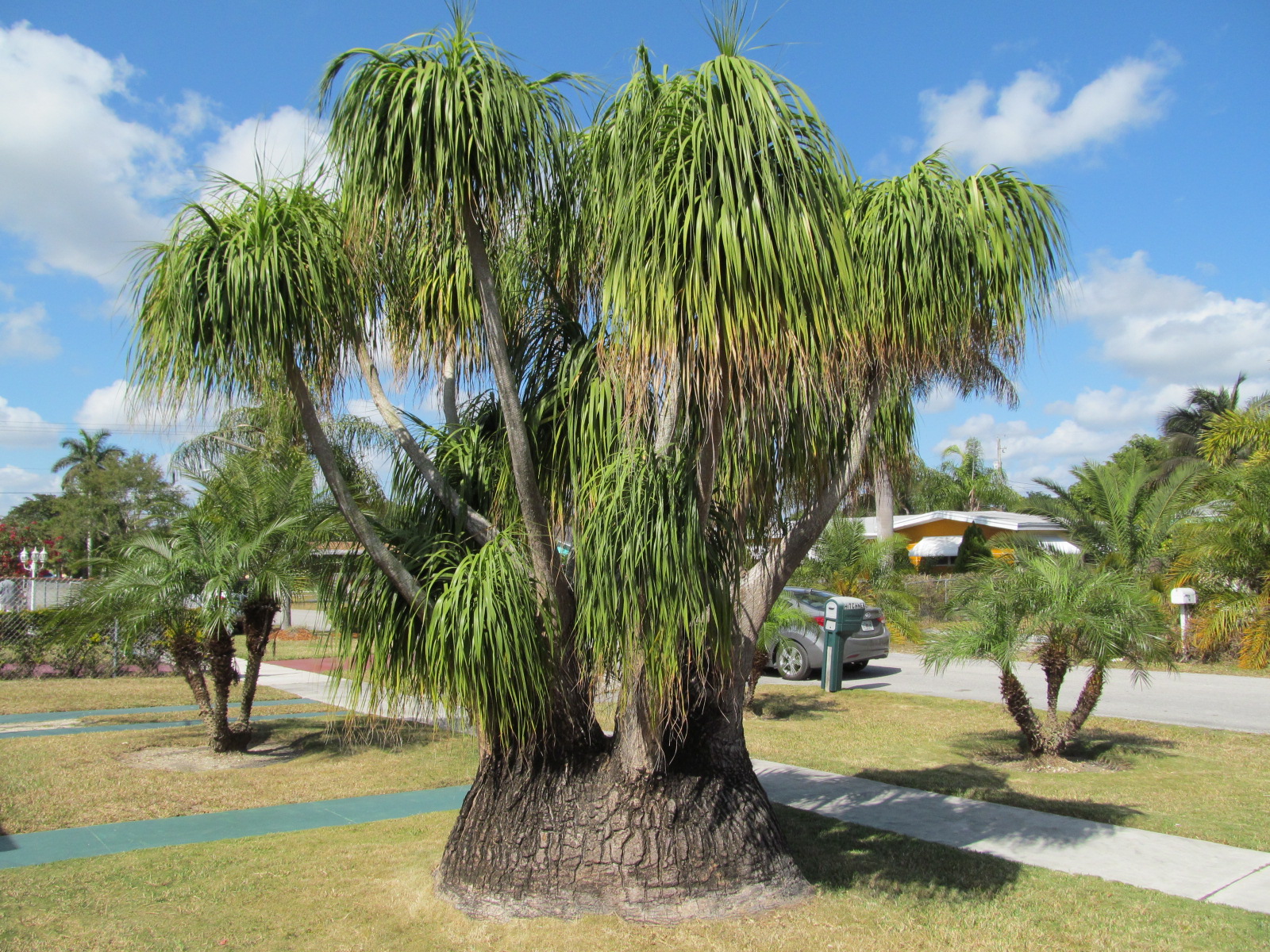 Tree's We Buy :: sunscapeinc.com