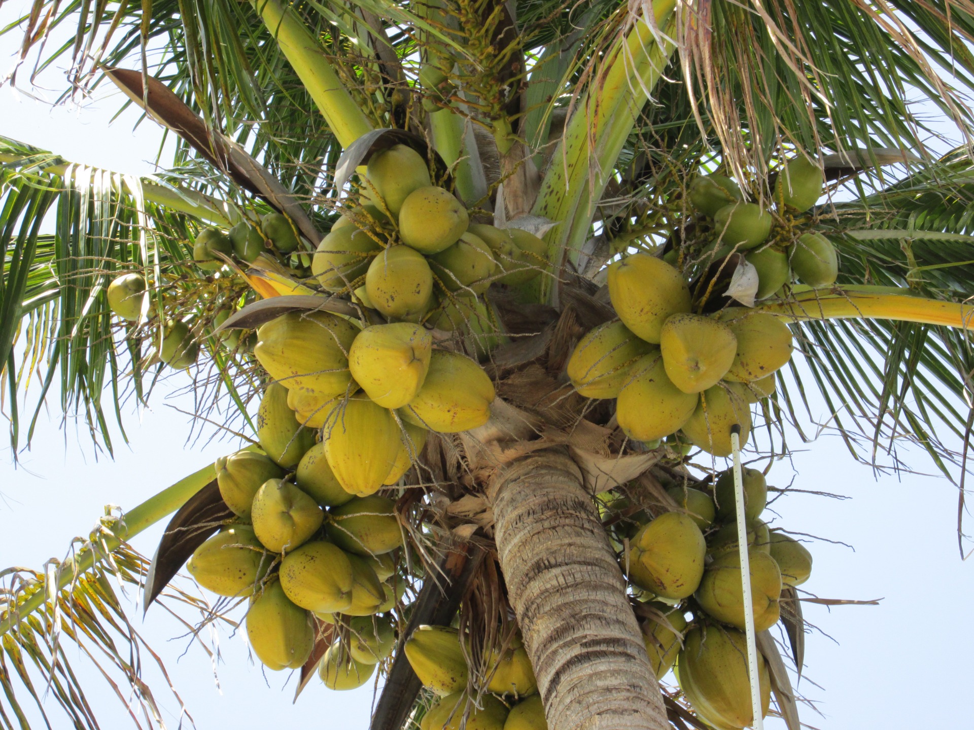 Tree's We Buy :: sunscapeinc.com
