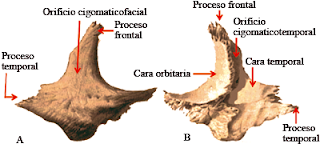 Hueso Cigomático o Malar :: Osteología Artrología UCACUE