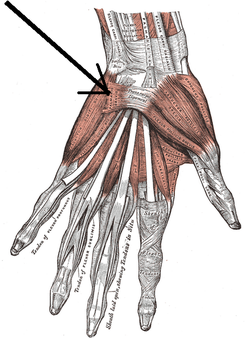 M. Palmar corto :: Osteología Artrología UCACUE