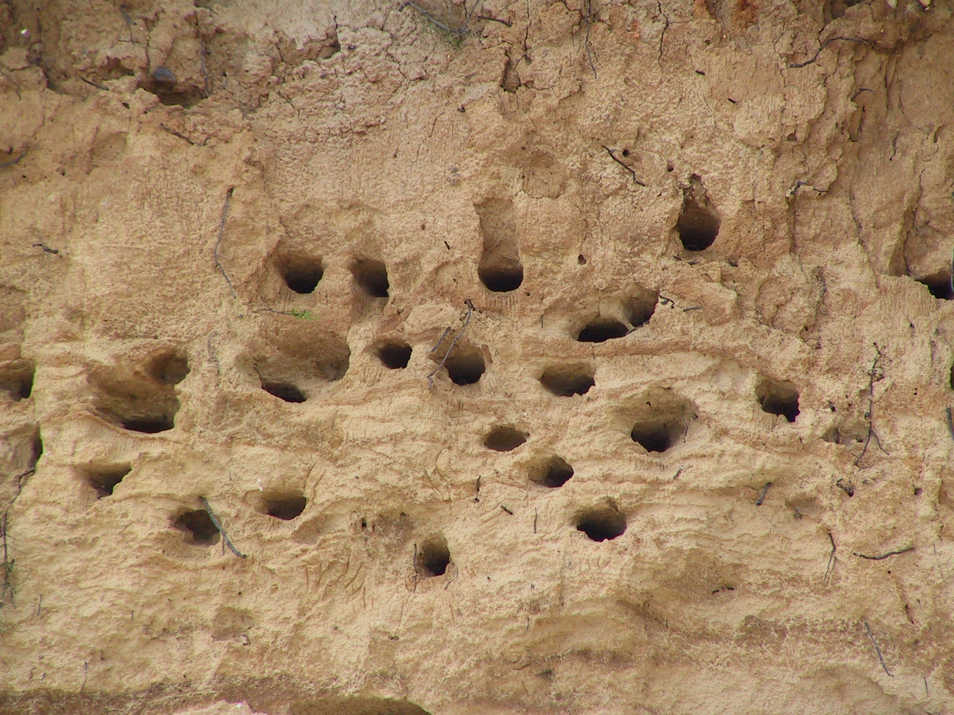 PARTI FECSKE :: Tisza-tó élővilága