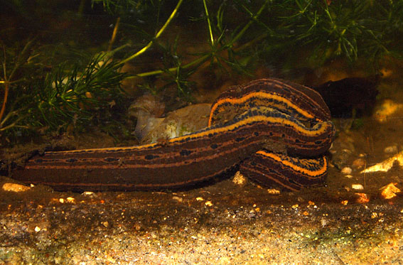 ORVOSI PIÓCA :: Tisza-tó élővilága