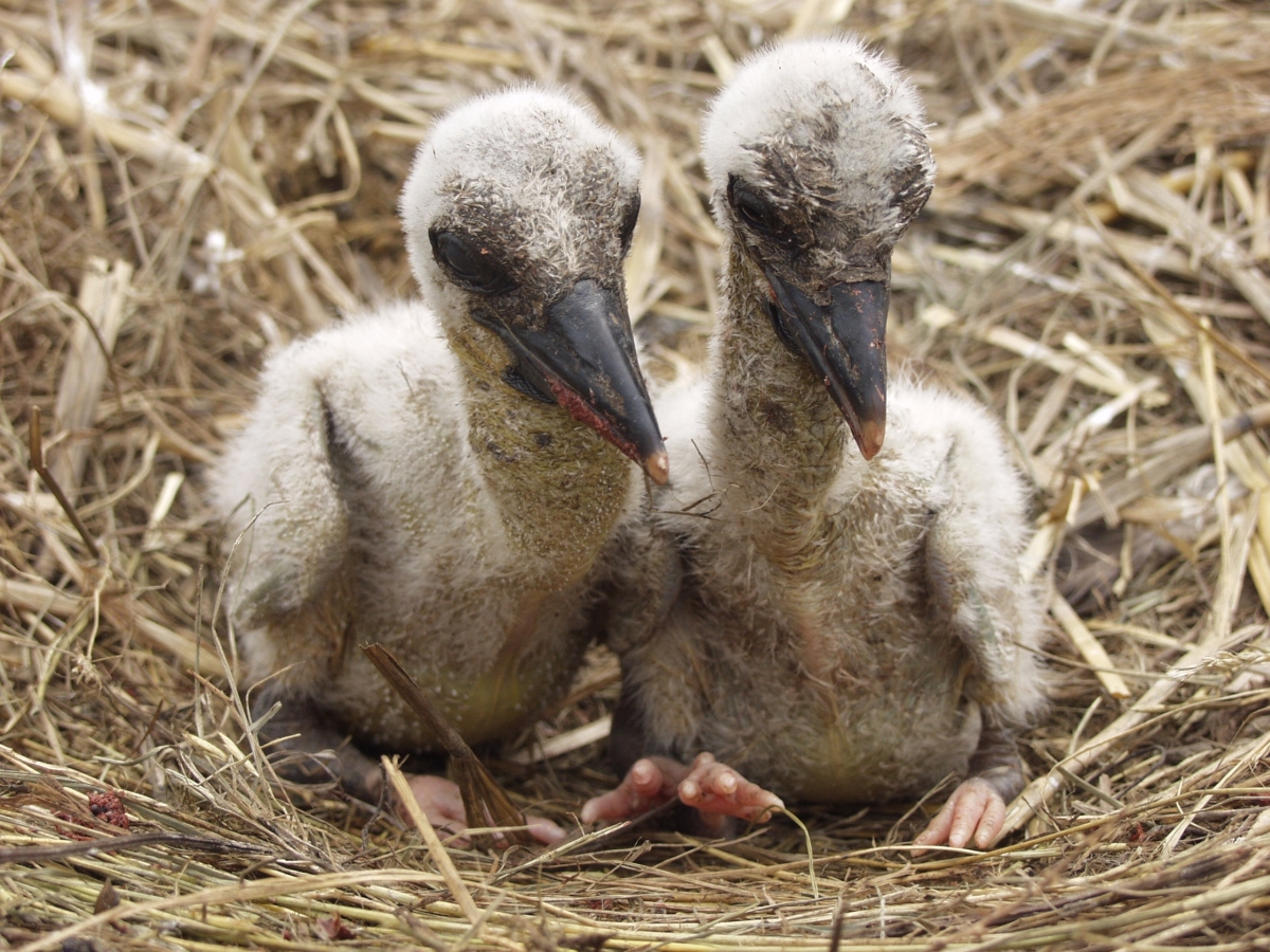 FEHÉR GÓLYA :: Tisza-tó élővilága
