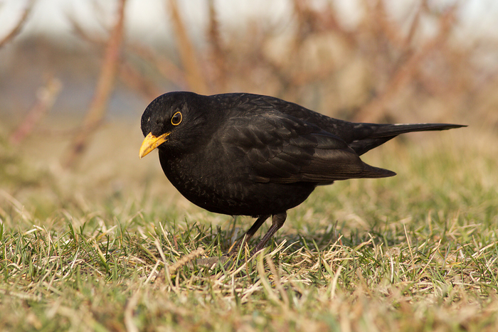 FEKETE RIGÓ :: Tisza-tó élővilága