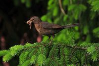 FEKETE RIGÓ :: Tisza-tó élővilága