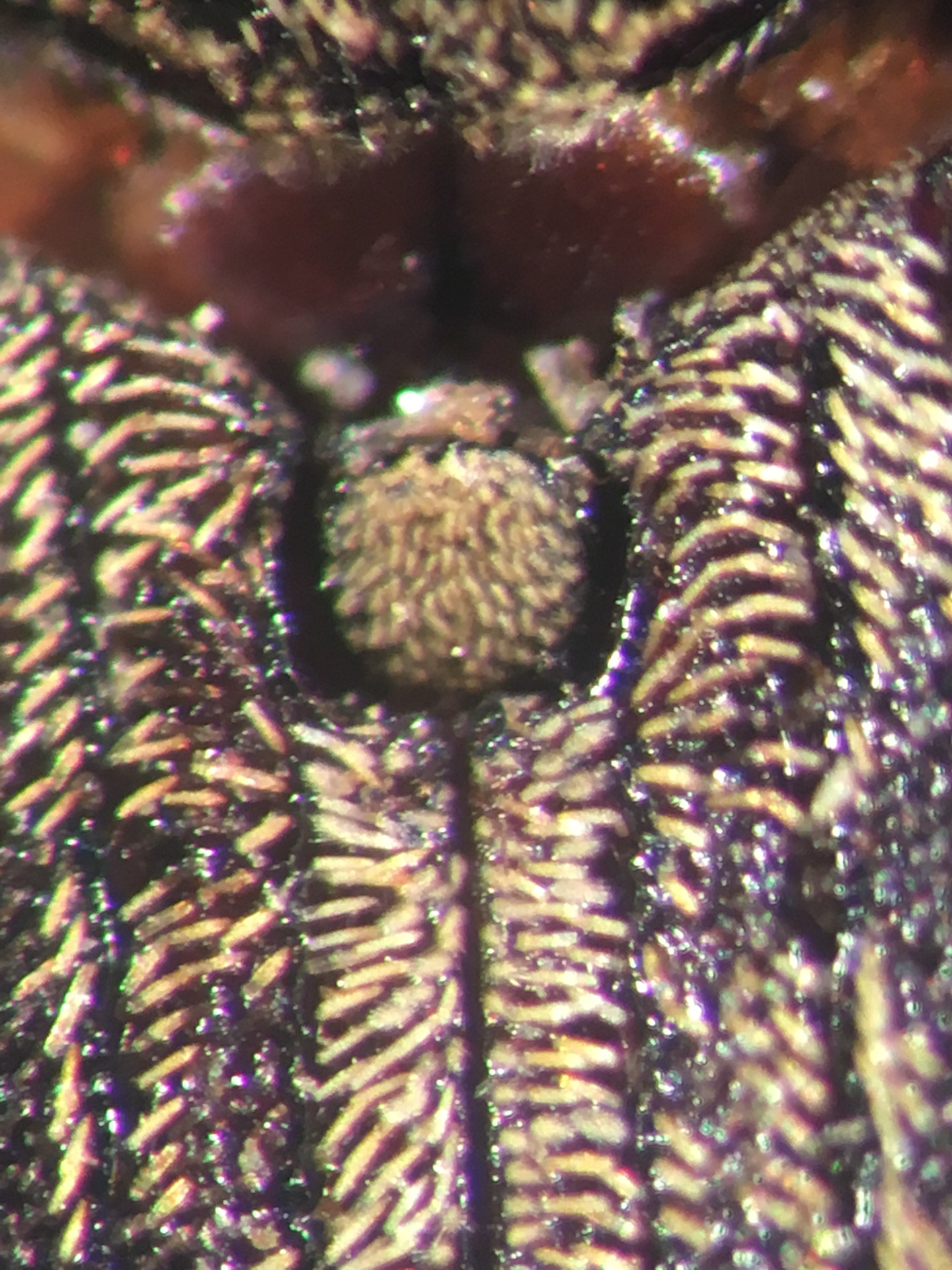 ・Tribes Campyloscelini, Coryssomerini :: Gallery-of-weevil-images