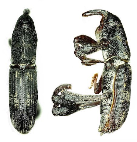 ・Tribes Campyloscelini, Coryssomerini :: Gallery-of-weevil-images