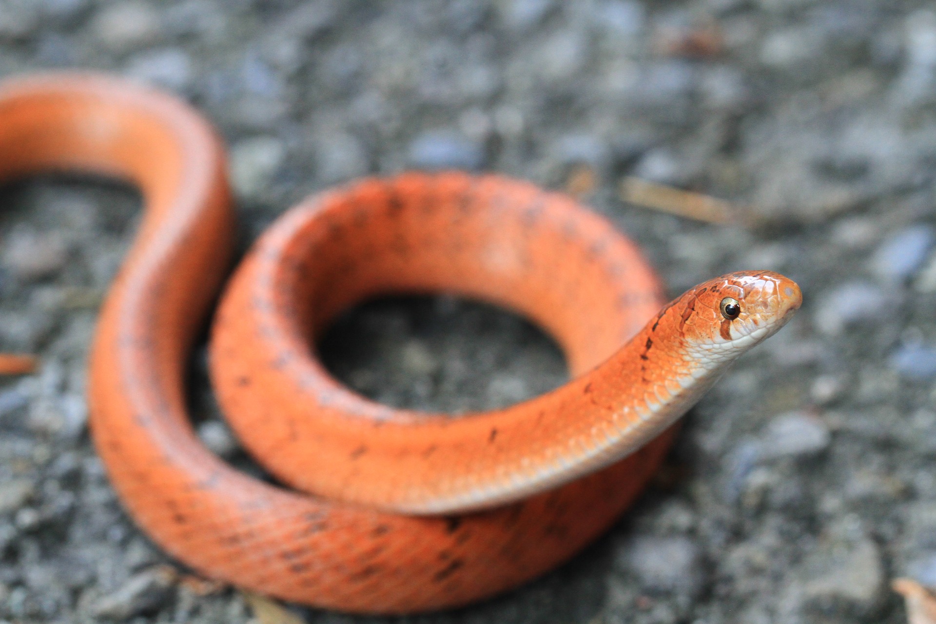 黃頷蛇科 :: 臺灣蛇類快速辨別圖鑑taiwan-snakes