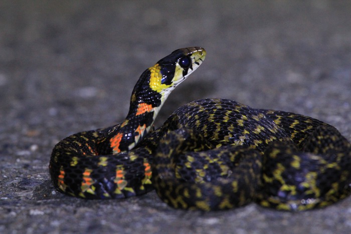 鑑定方式 :: 臺灣蛇類快速辨別圖鑑taiwan-snakes