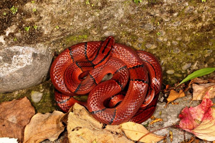 顏色 :: 臺灣蛇類快速辨別圖鑑taiwan-snakes