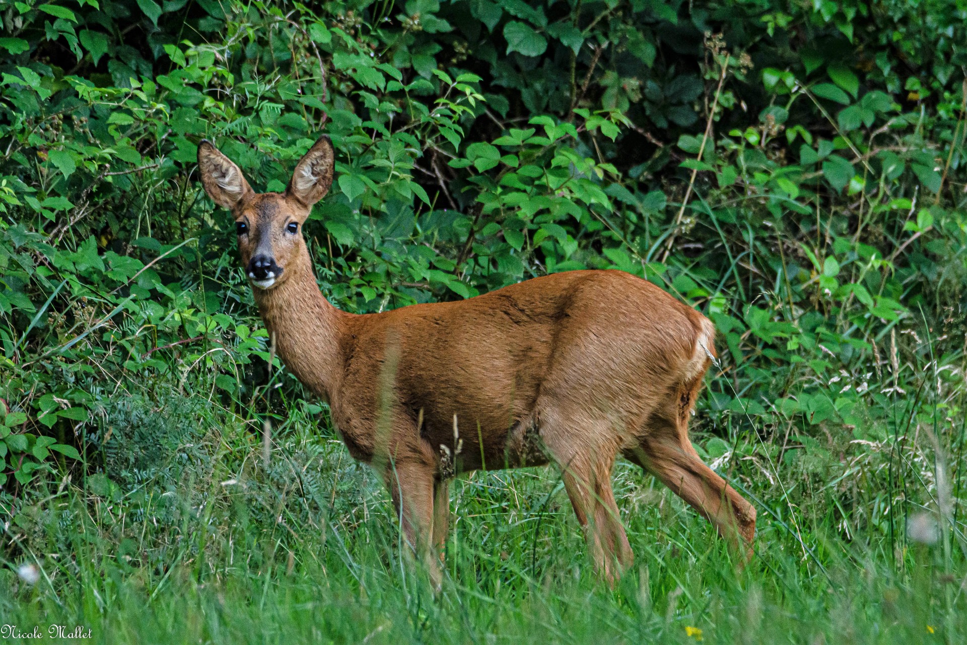 cervidés :: Faune et flore par Nicole Mallet