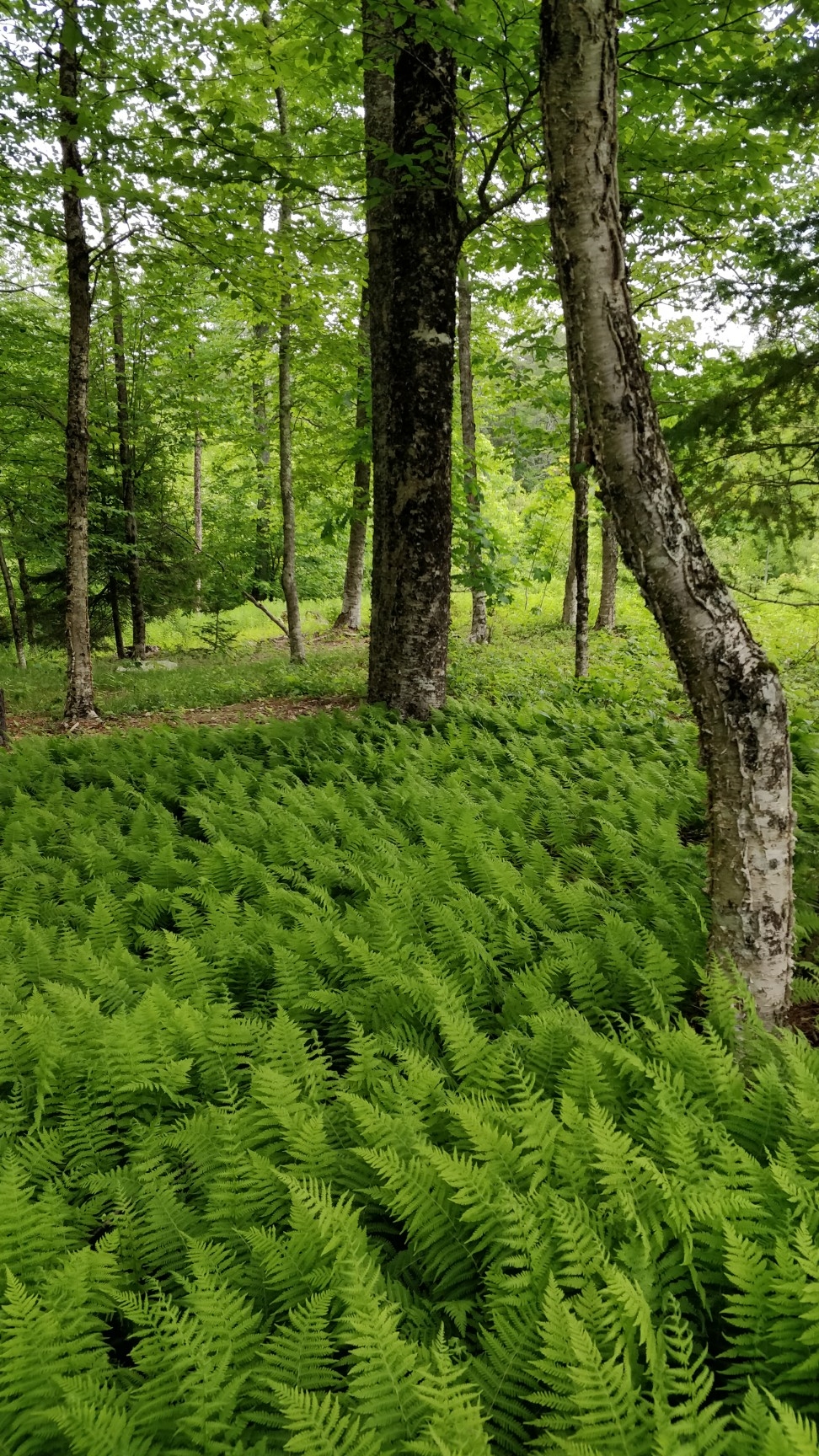 Green Burial Area :: Burr-cemetery