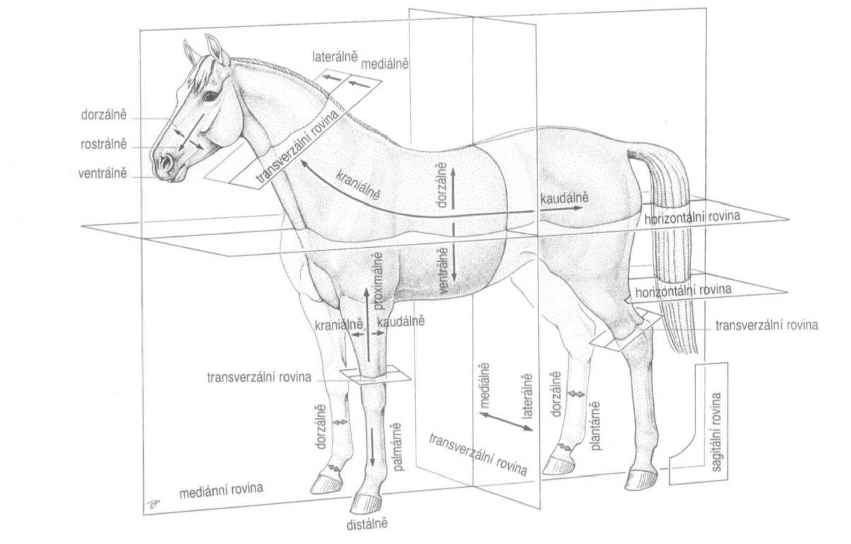 Poznej tělo svého koně 2 - roviny a směry na těle koně :: Mujpritelkun