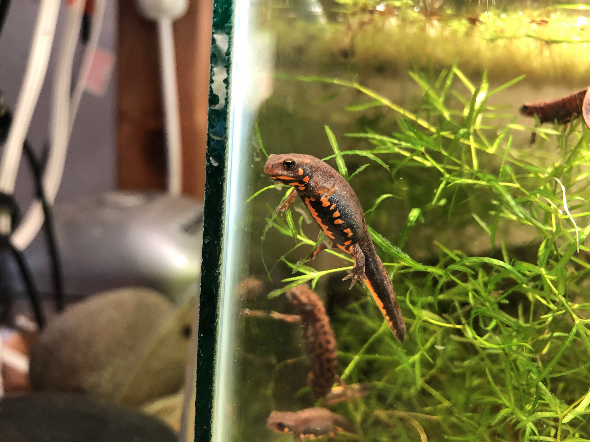 Cynops cyanurus (chinese fire-bellied newt)
