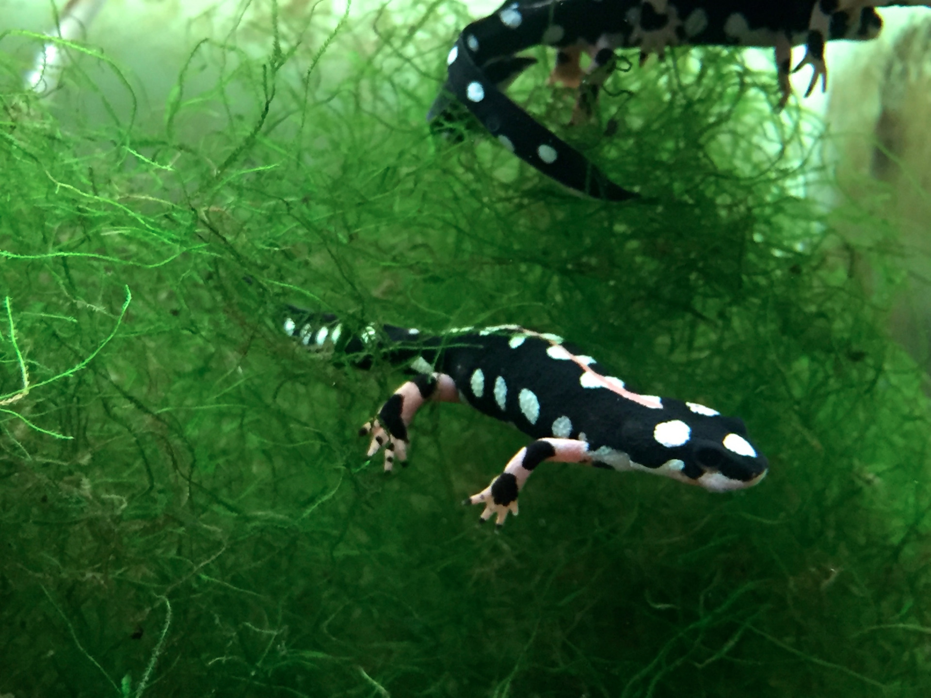 Iranian Kaiser Newt (Neurergus kaiseri) :: Serpents-and-salamanders