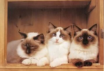 Breed Profile :: The British Ragdoll Cat Club