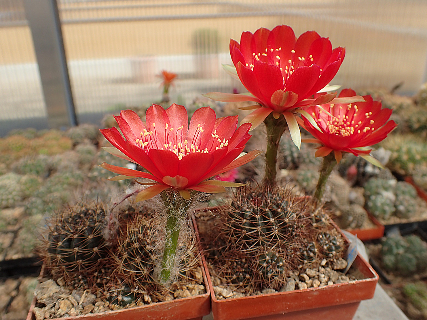 Lobivia arachnacantha - variety :: Kaktusy-sukulenty-masozravky
