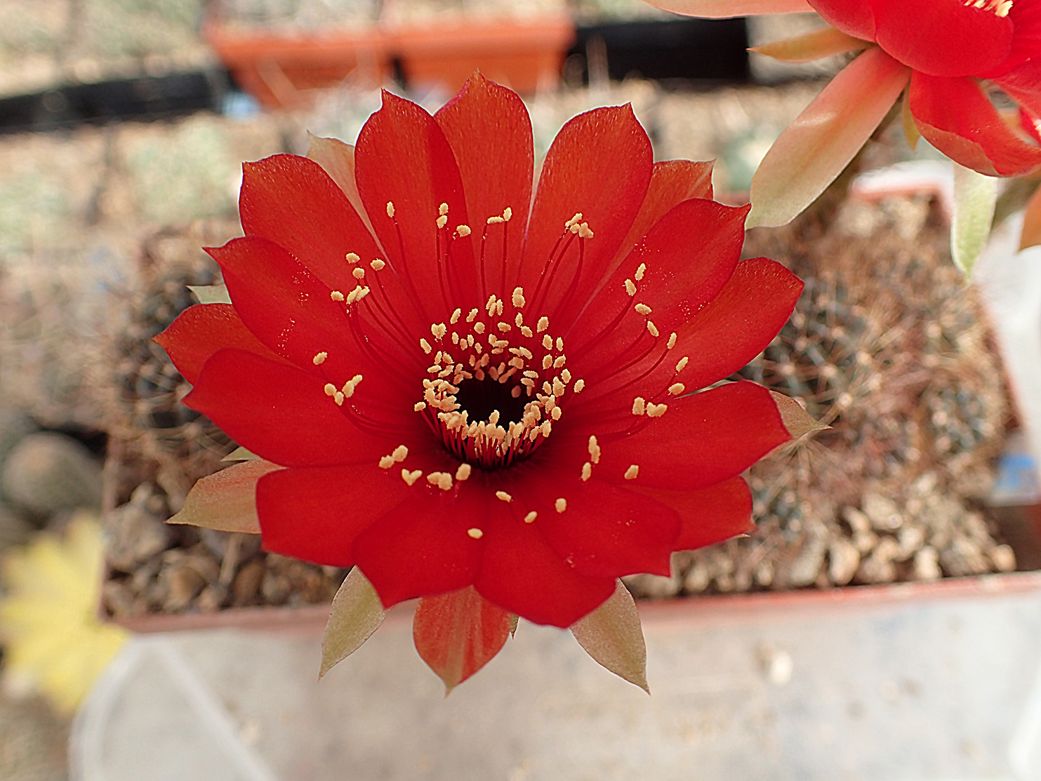 Lobivia arachnacantha - variety :: Kaktusy-sukulenty-masozravky