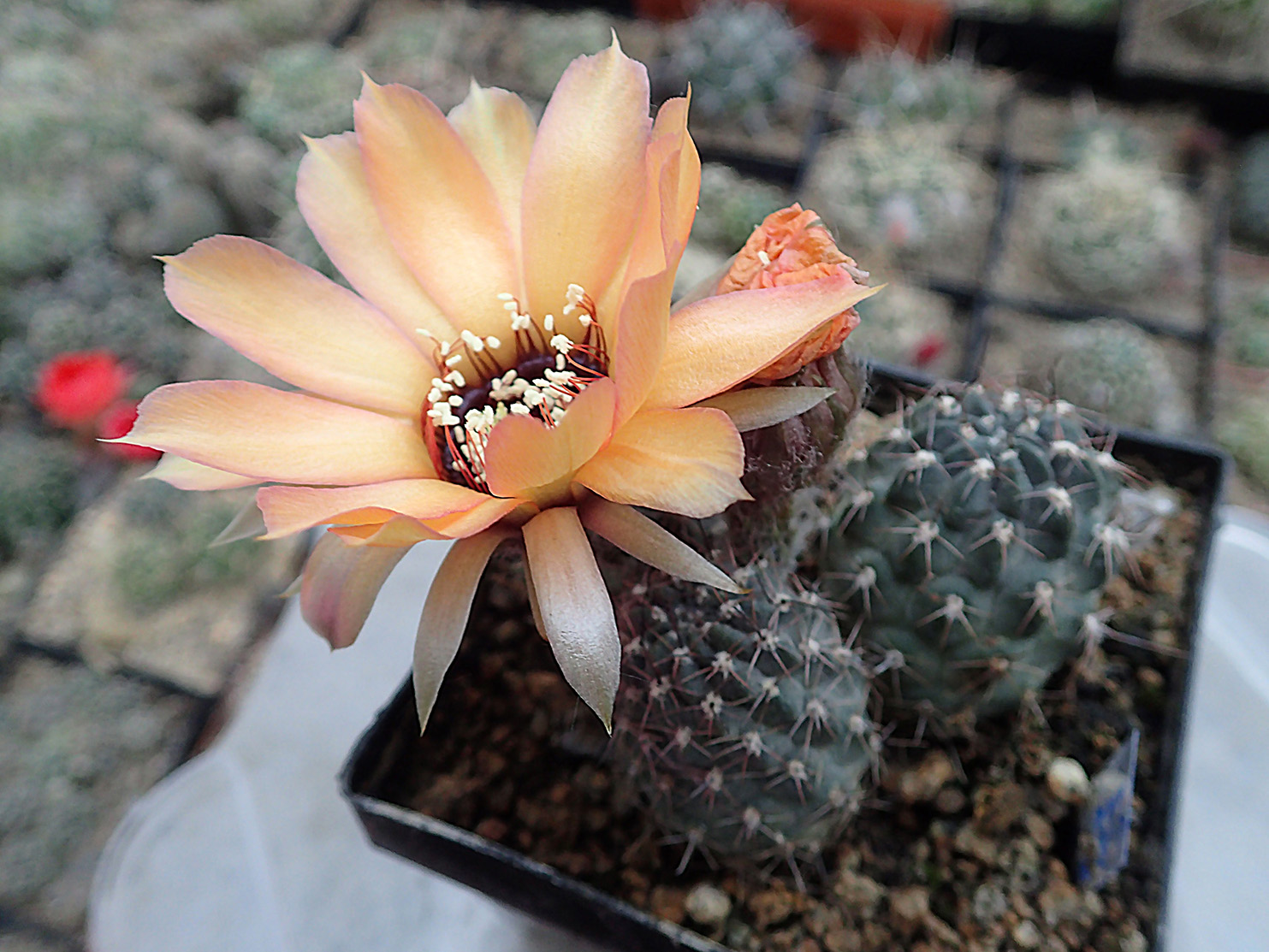 Lobivia jajoana - variety :: Kaktusy-sukulenty-masozravky