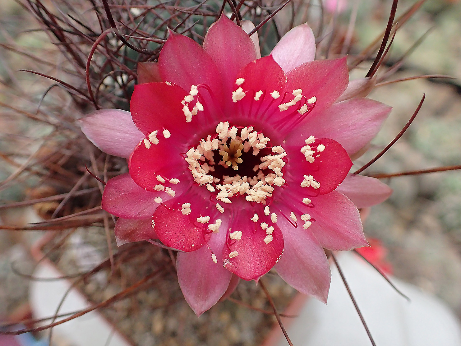 Lobivia pugionacantha - variety :: Kaktusy-sukulenty-masozravky