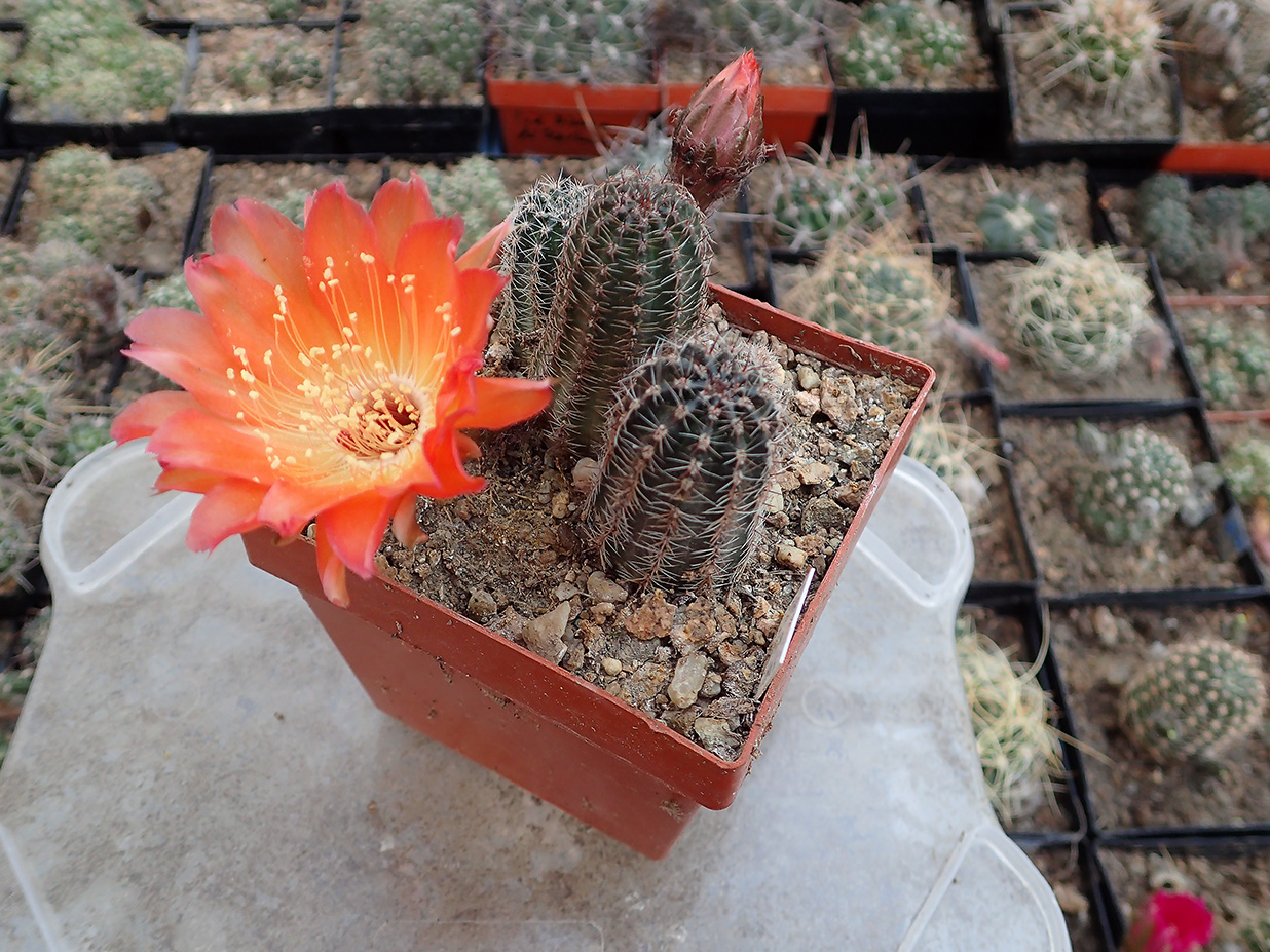 Lobivia haematantha - variety :: Kaktusy-sukulenty-masozravky