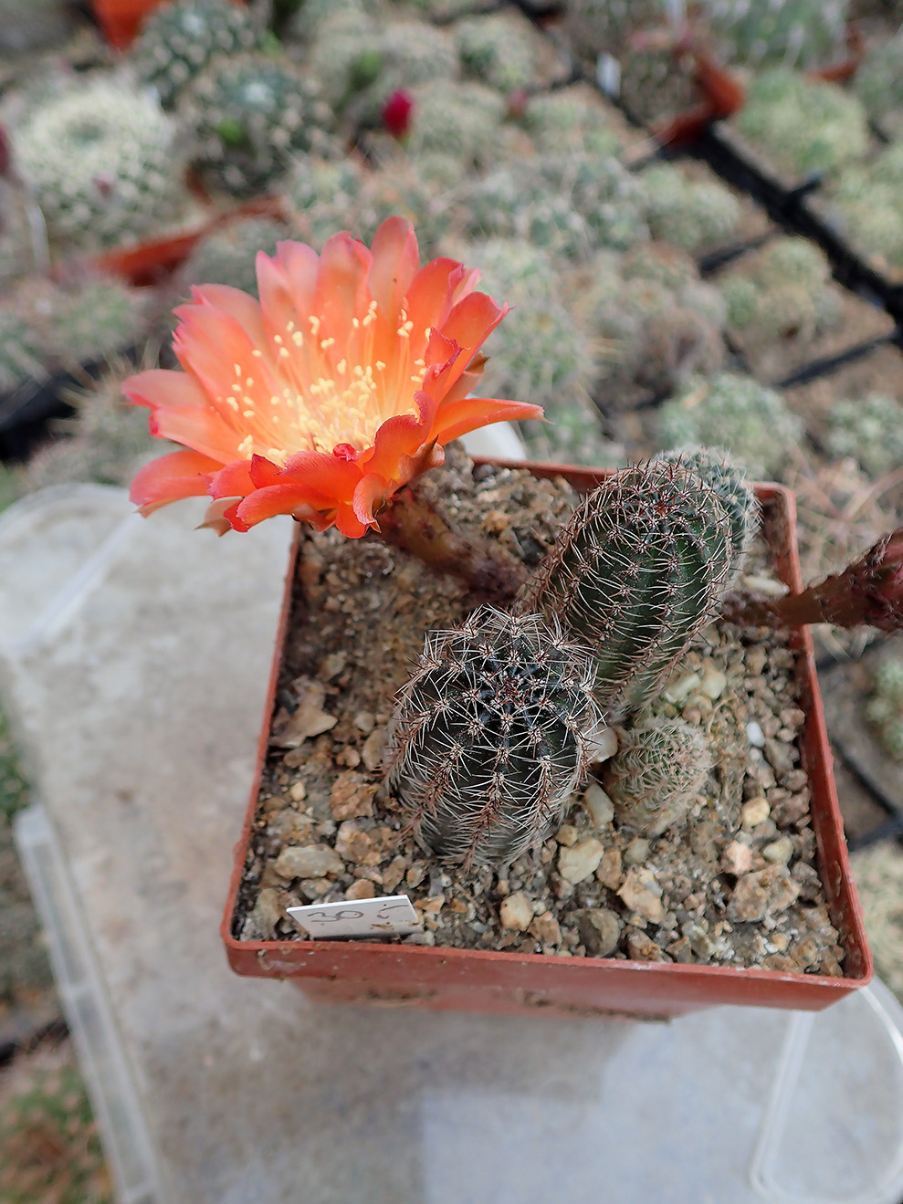 Lobivia haematantha - variety :: Kaktusy-sukulenty-masozravky