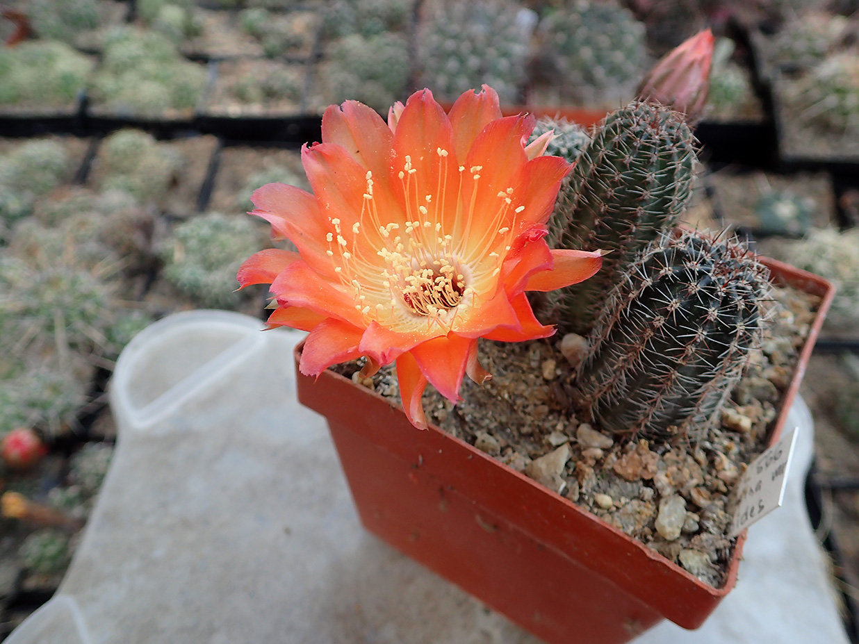 Lobivia haematantha - variety :: Kaktusy-sukulenty-masozravky