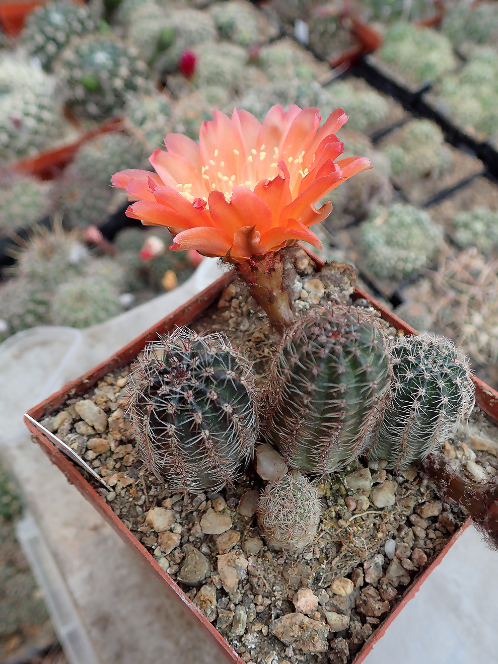 Lobivia haematantha - variety :: Kaktusy-sukulenty-masozravky