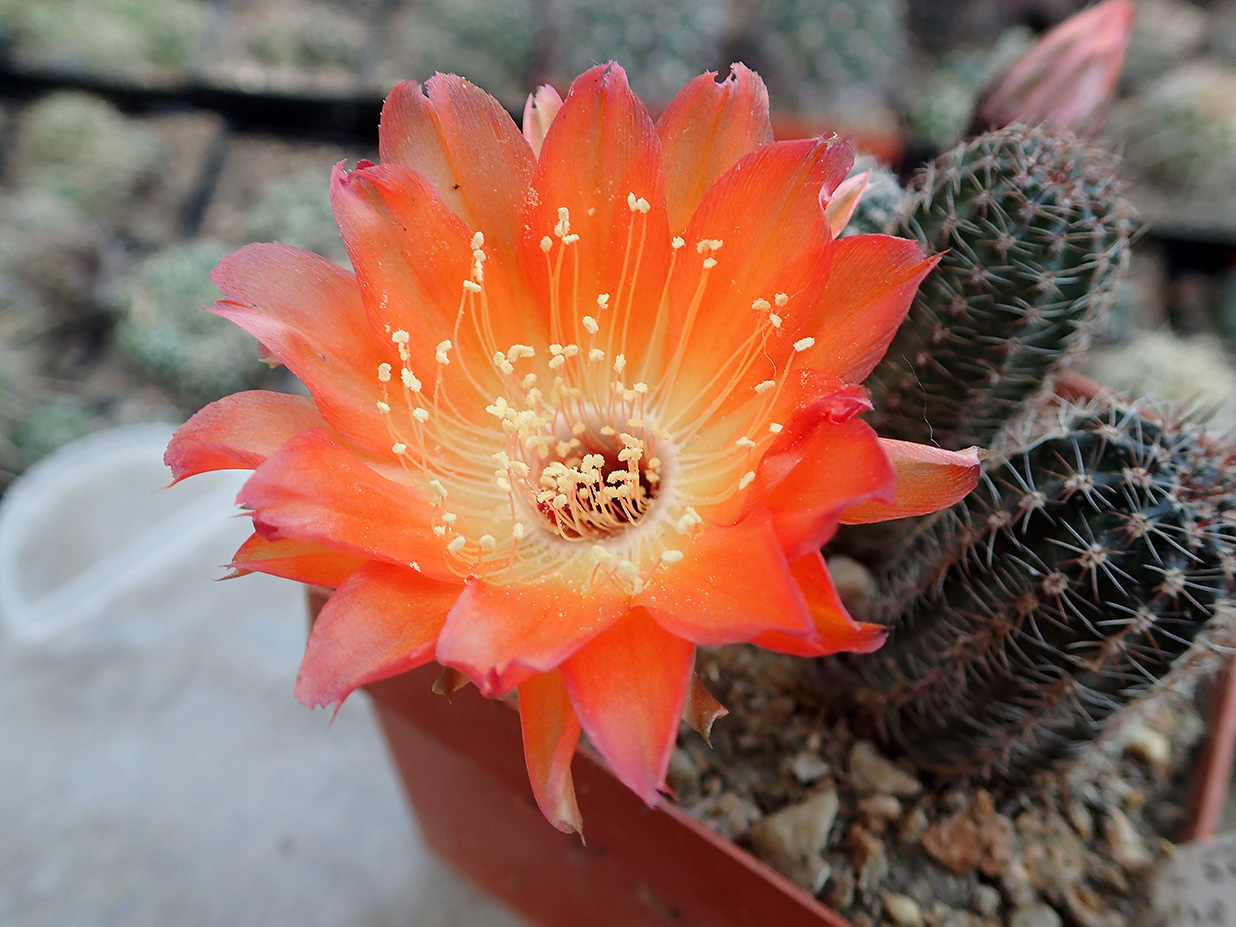 Lobivia haematantha - variety :: Kaktusy-sukulenty-masozravky