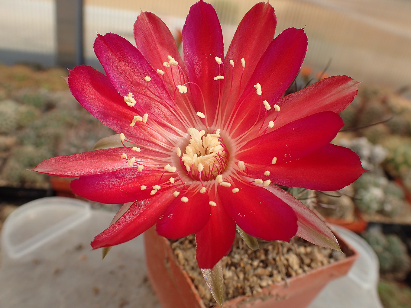 Lobivia haematantha :: Kaktusy-sukulenty-masozravky