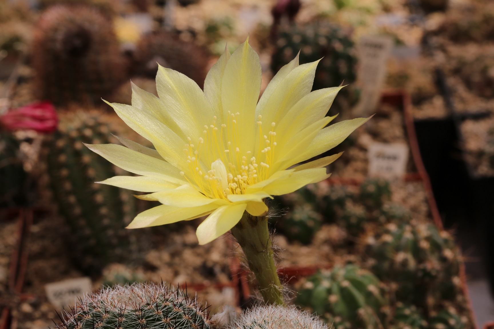 Lobivia aurea :: Kaktusy-sukulenty-masozravky