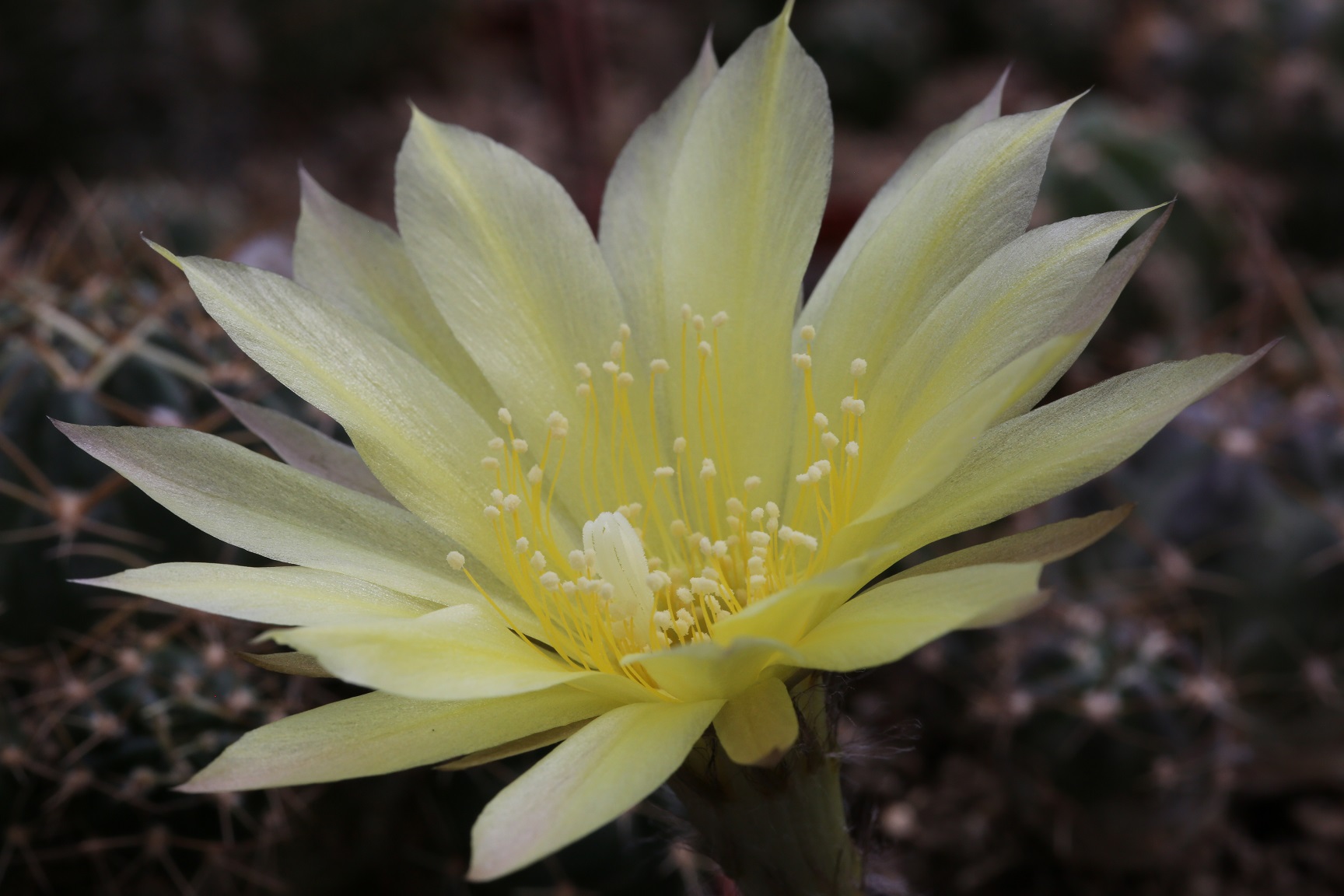 Lobivia aurea :: Kaktusy-sukulenty-masozravky