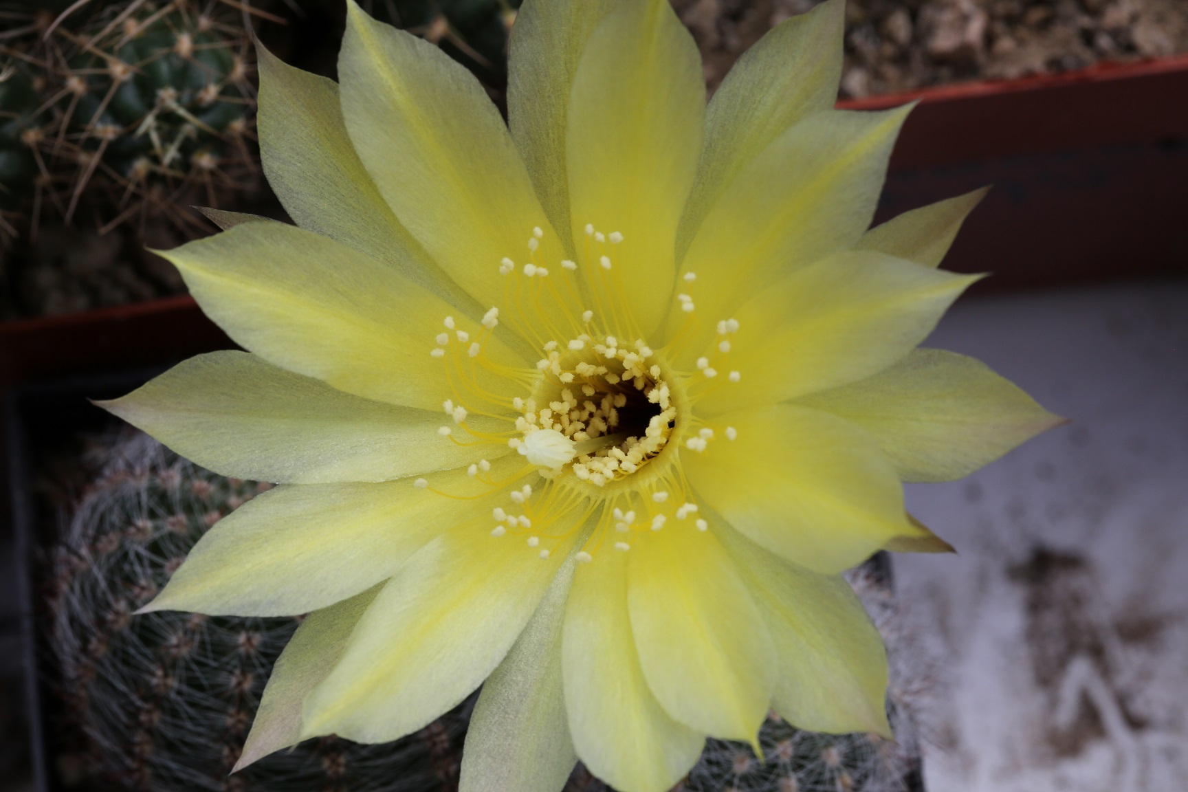 Lobivia aurea :: Kaktusy-sukulenty-masozravky