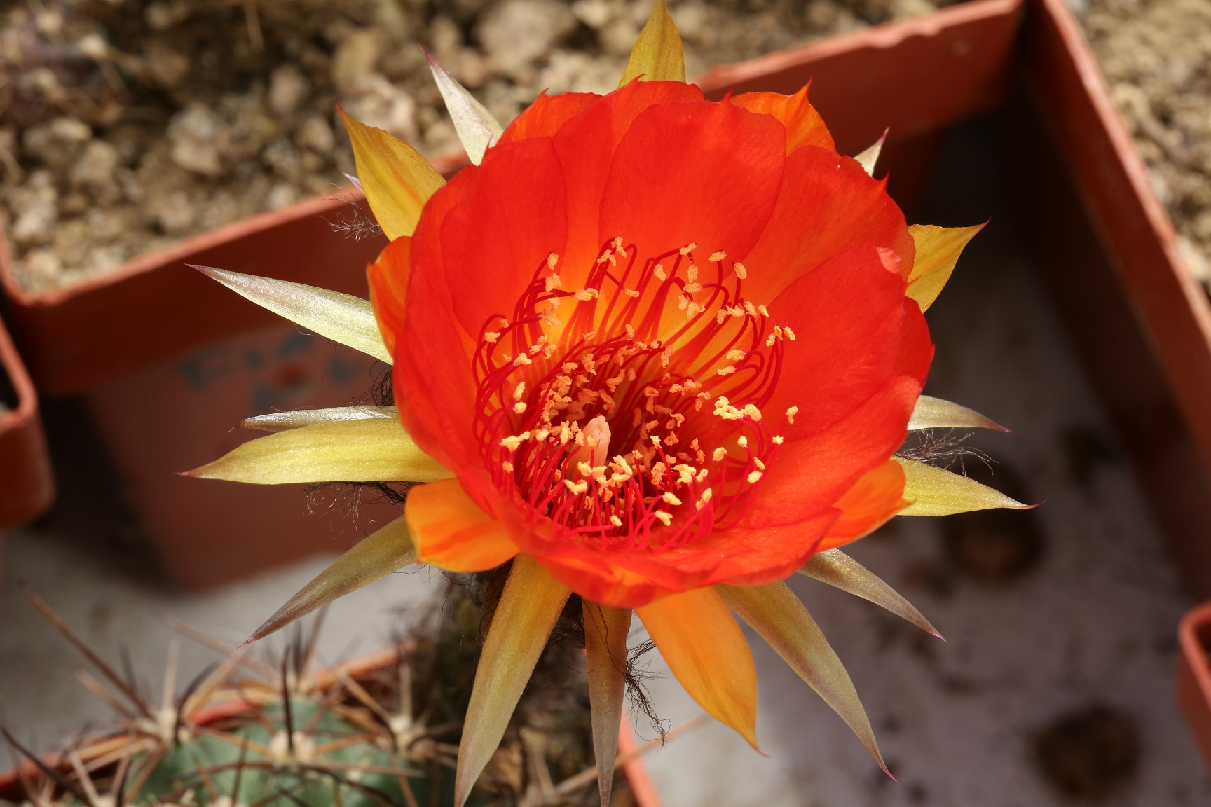 Lobivia aurea :: Kaktusy-sukulenty-masozravky