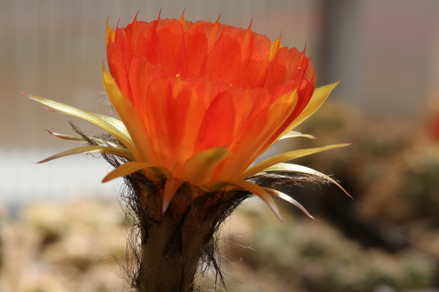 Lobivia aurea :: Kaktusy-sukulenty-masozravky