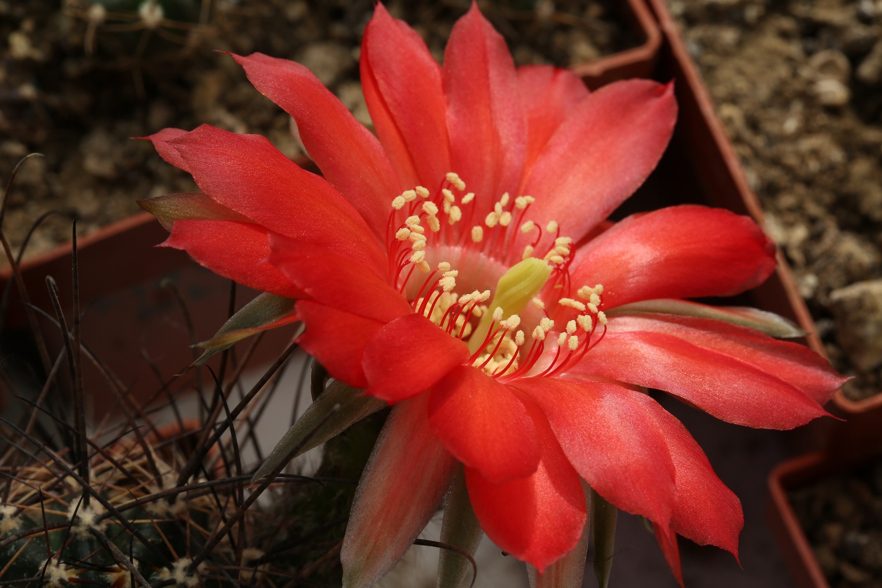 Lobivia haematantha :: Kaktusy-sukulenty-masozravky