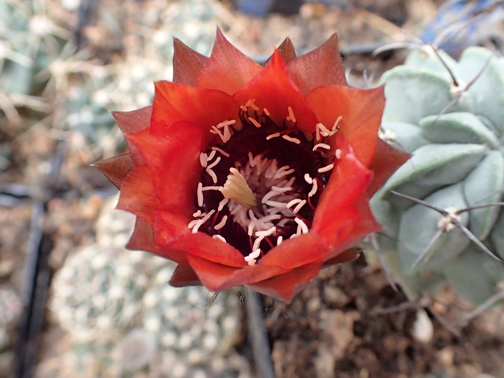 Lobivia jajoana - variety :: Kaktusy-sukulenty-masozravky