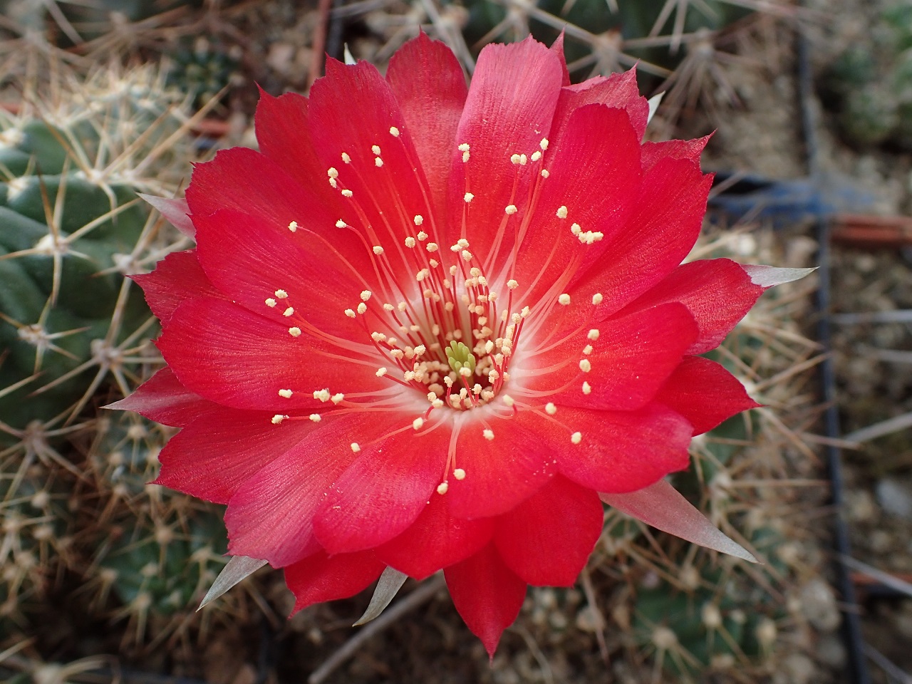 Lobivia hertrichiana - variety a formy :: Kaktusy-sukulenty-masozravky