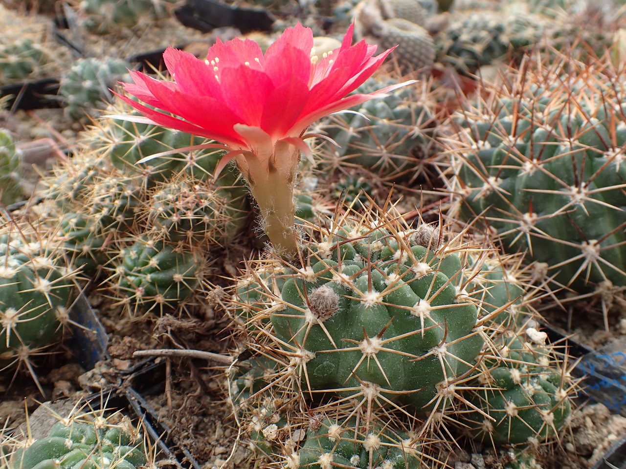 Lobivia hertrichiana - variety a formy :: Kaktusy-sukulenty-masozravky