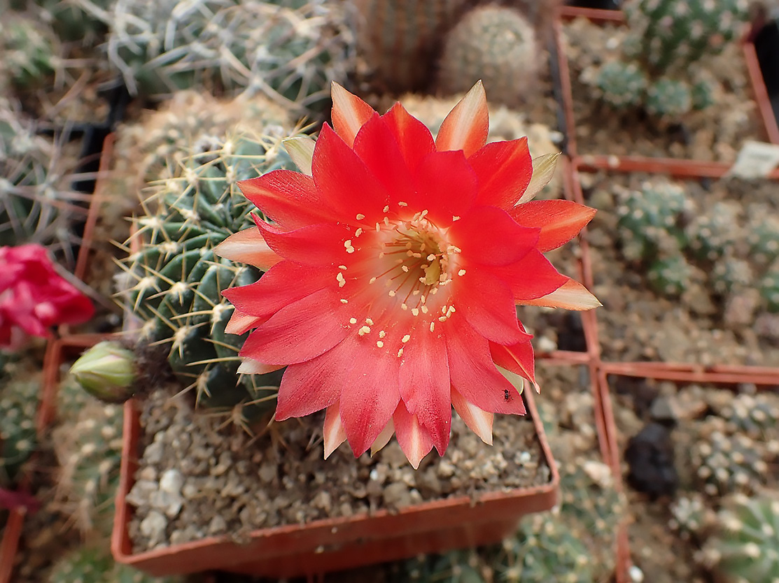 Lobivia hertrichiana :: Kaktusy-sukulenty-masozravky