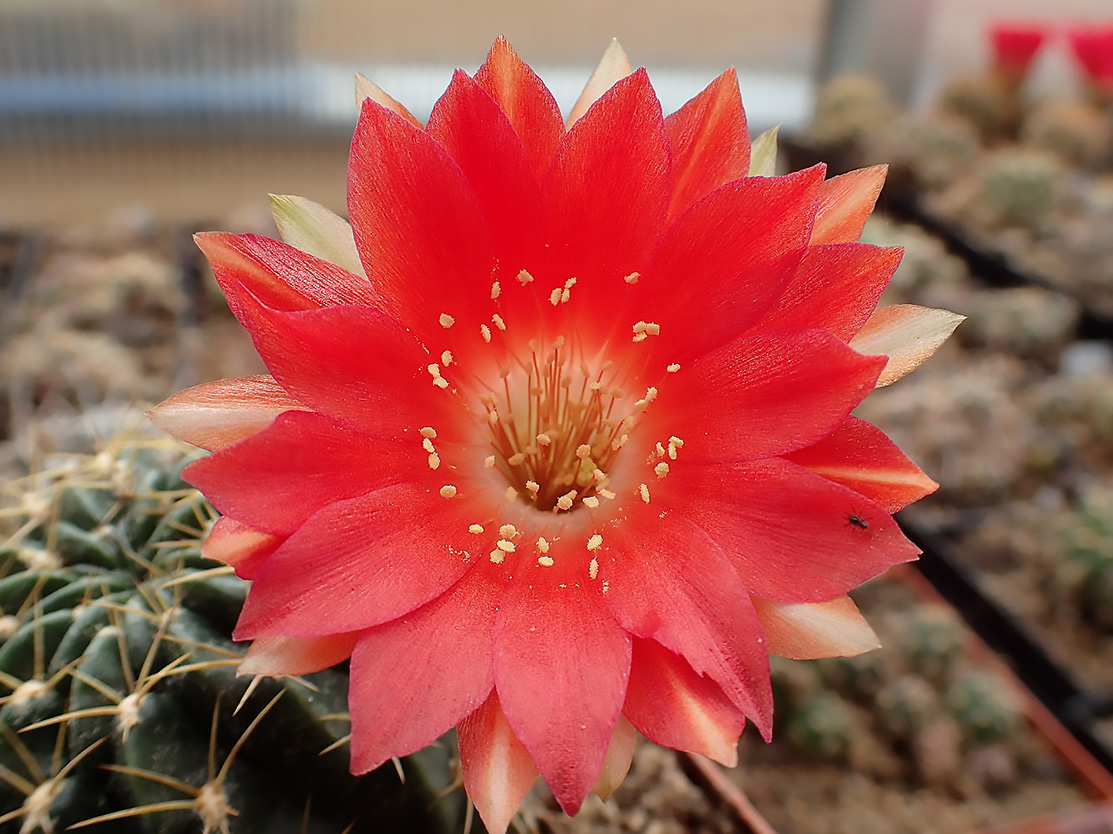 Lobivia hertrichiana :: Kaktusy-sukulenty-masozravky