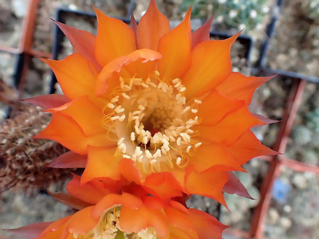 Lobivia haematantha - variety :: Kaktusy-sukulenty-masozravky