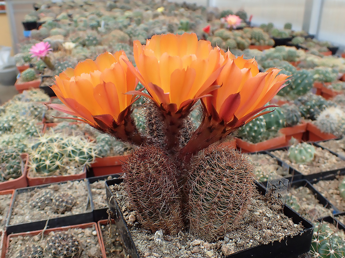 Lobivia haematantha - variety :: Kaktusy-sukulenty-masozravky