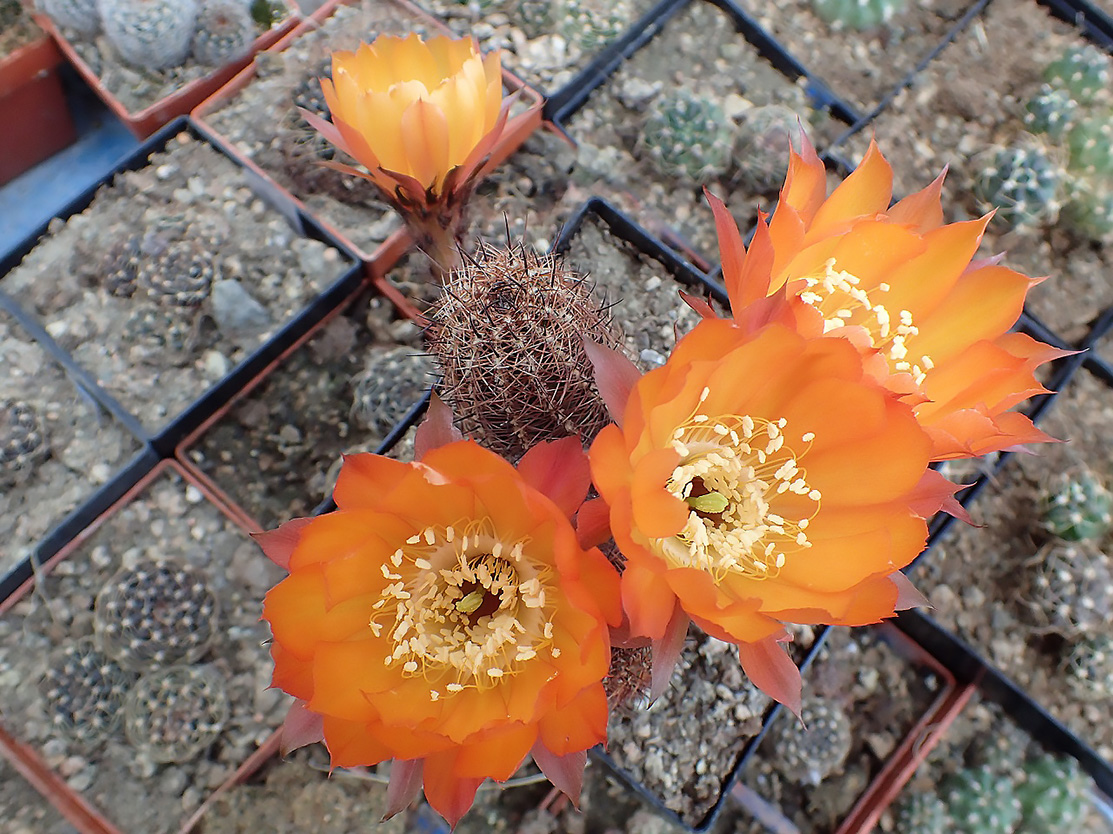 Lobivia haematantha - variety :: Kaktusy-sukulenty-masozravky