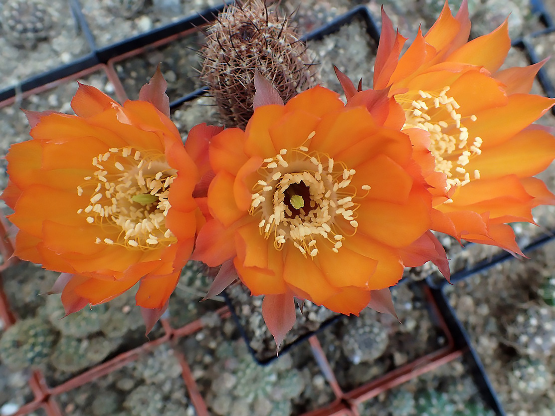 Lobivia haematantha - variety :: Kaktusy-sukulenty-masozravky