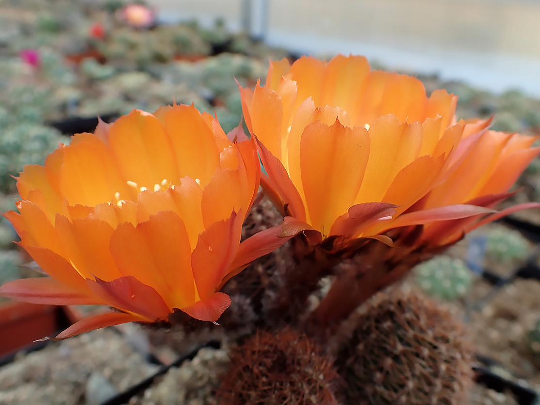 Lobivia haematantha - variety :: Kaktusy-sukulenty-masozravky